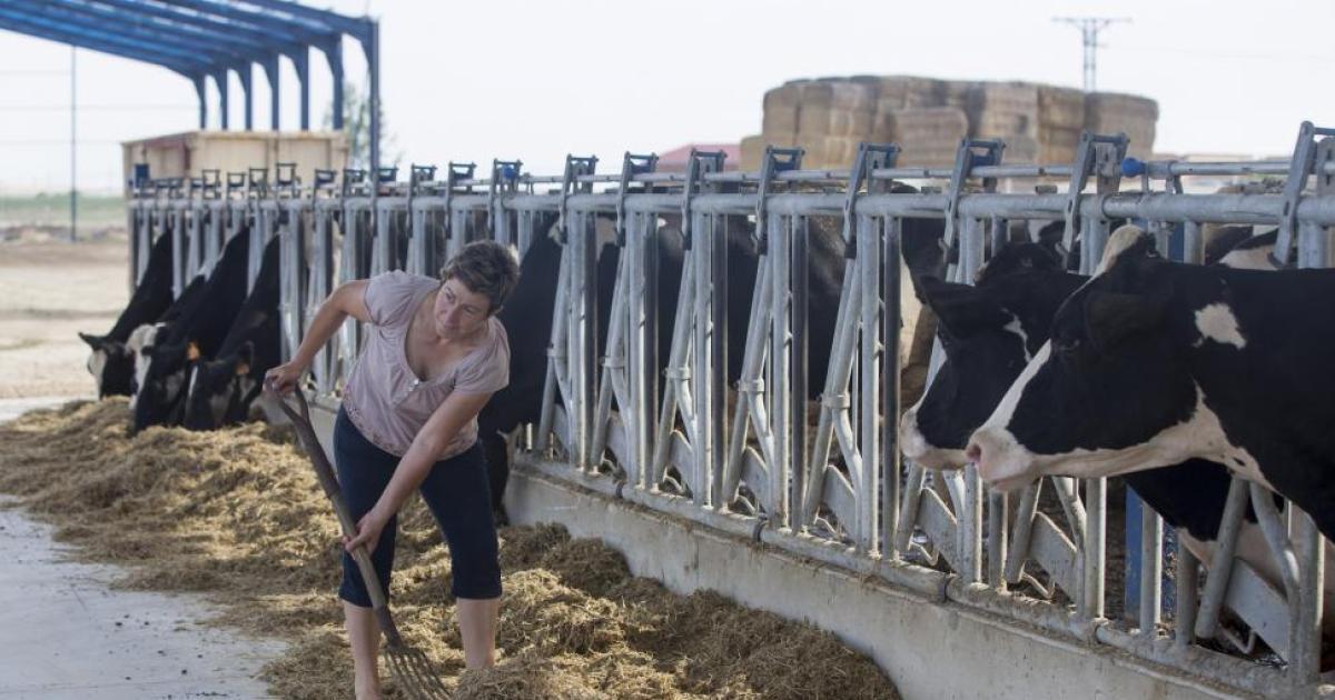 BURGOS: «Al borde de la ruina» láctea y con recelo de la Administración