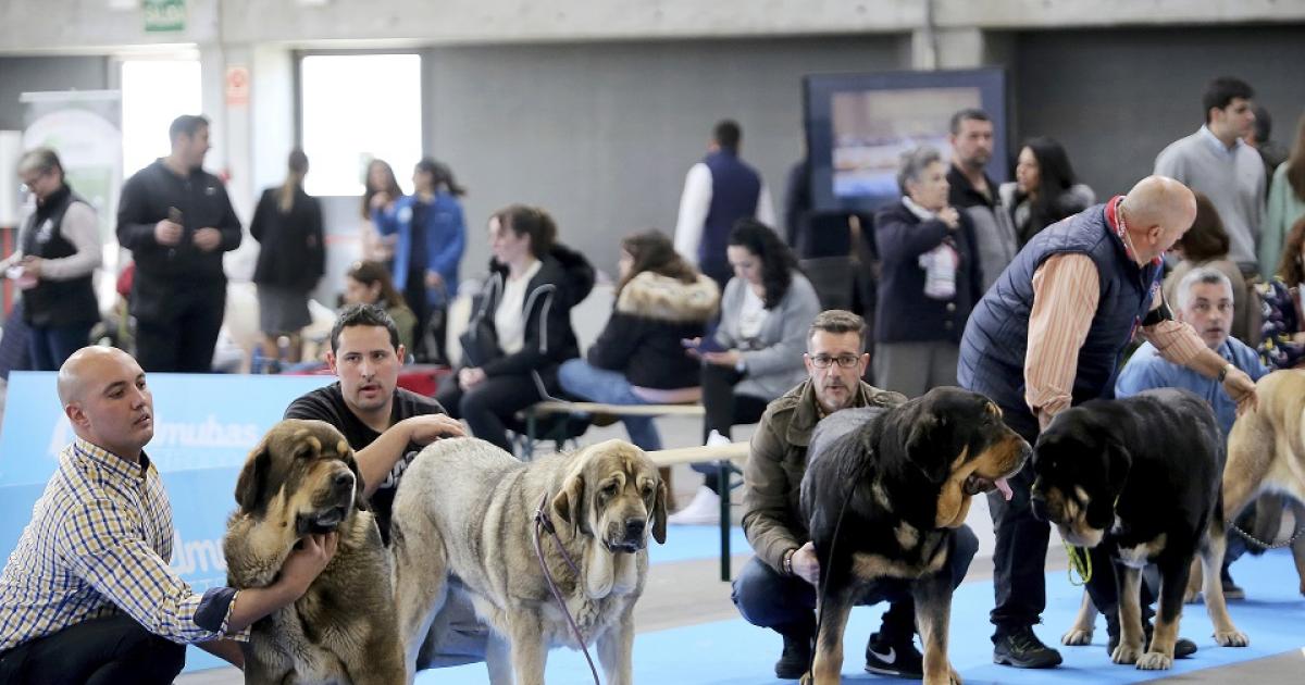 La feria por y para la mascota