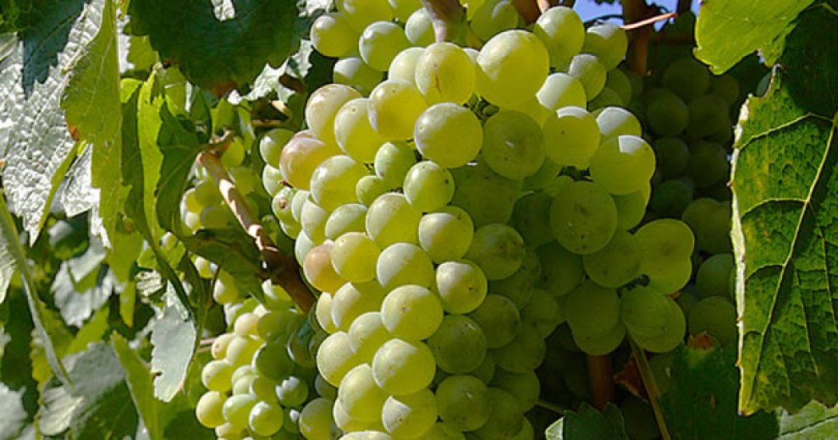 Agricultura deja en el aire la inclusión de la uva godello en Rueda