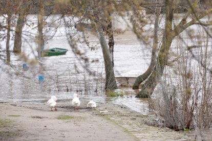 El Pisuerga eleva su caudal en Valladolid y anega los pasos inferiores
