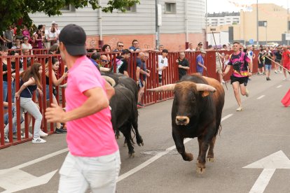 Fotos de los encierros de La Flecha (Valladolid)