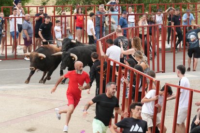 Fotos de los encierros de La Flecha (Valladolid)