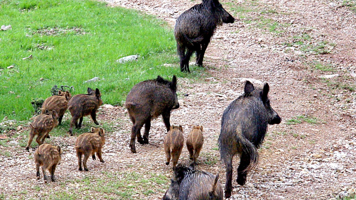Impulso a la sanidad animal con un nuevo Plan de gestión del jabalí