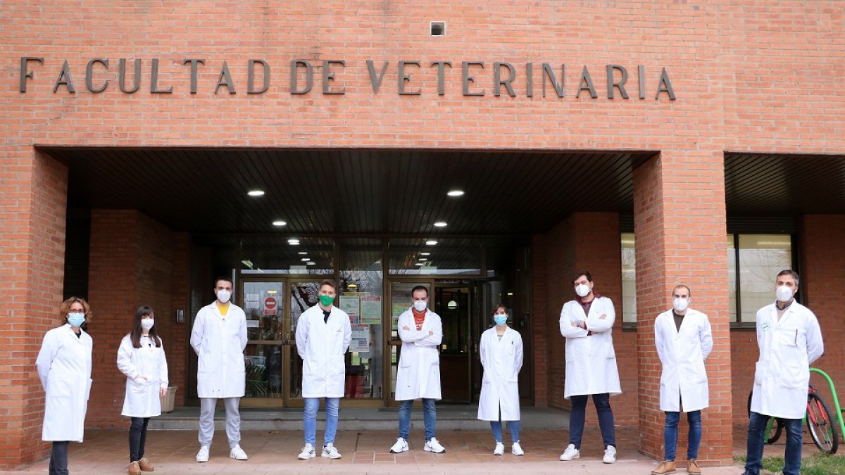 Cerco a los coronavirus de los cerdos