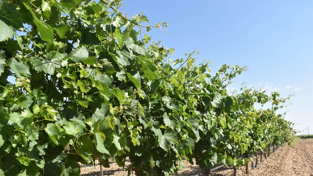 El informe Nielsen califica con 7,9 puntos a la DO Rueda en una escala ...