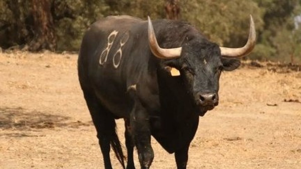 El TSJ tumba el formato del Toro de la Vega ideado por el Ayuntamiento ...