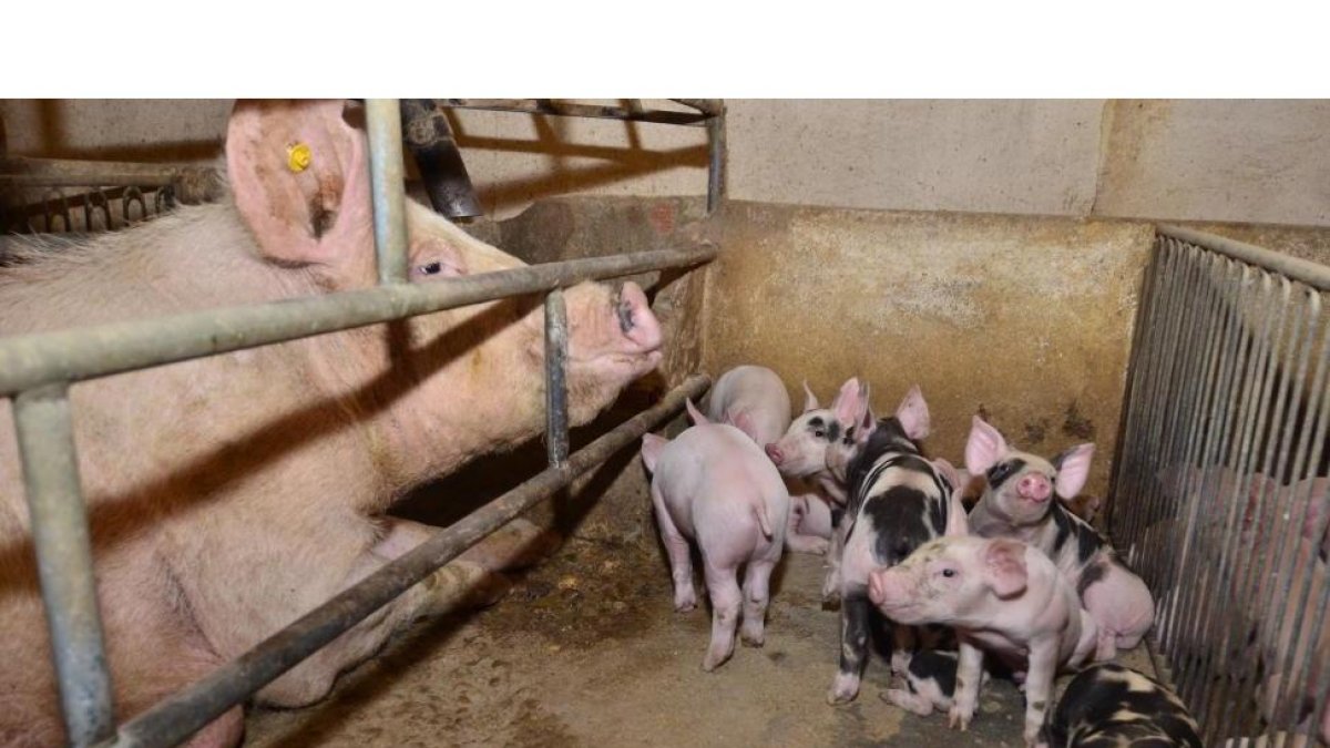 Ajustes de Europa para la cría intensiva