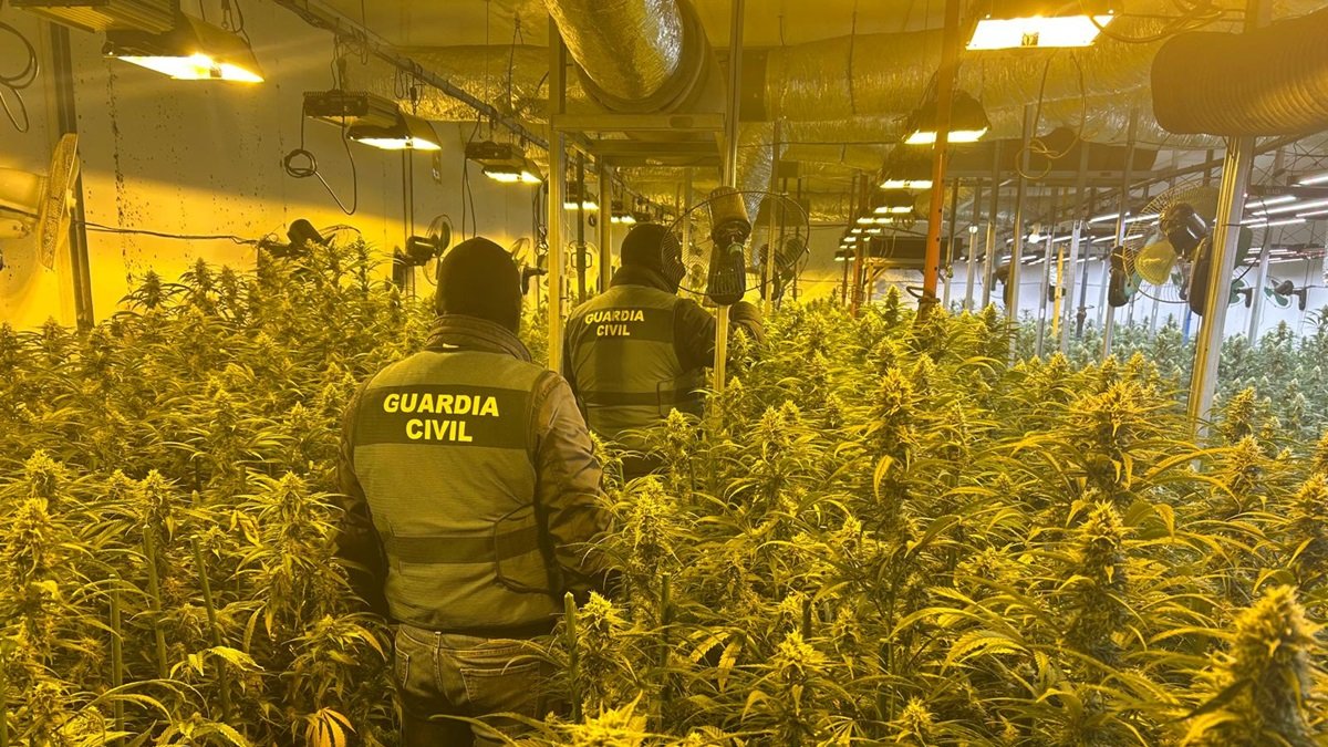 Desmantelada en un pueblo de Valladolid una nave con 1.500 plantas de marihuana