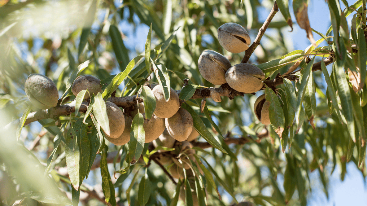 El almendro se expande en diez años alentado por el precio de su fruto