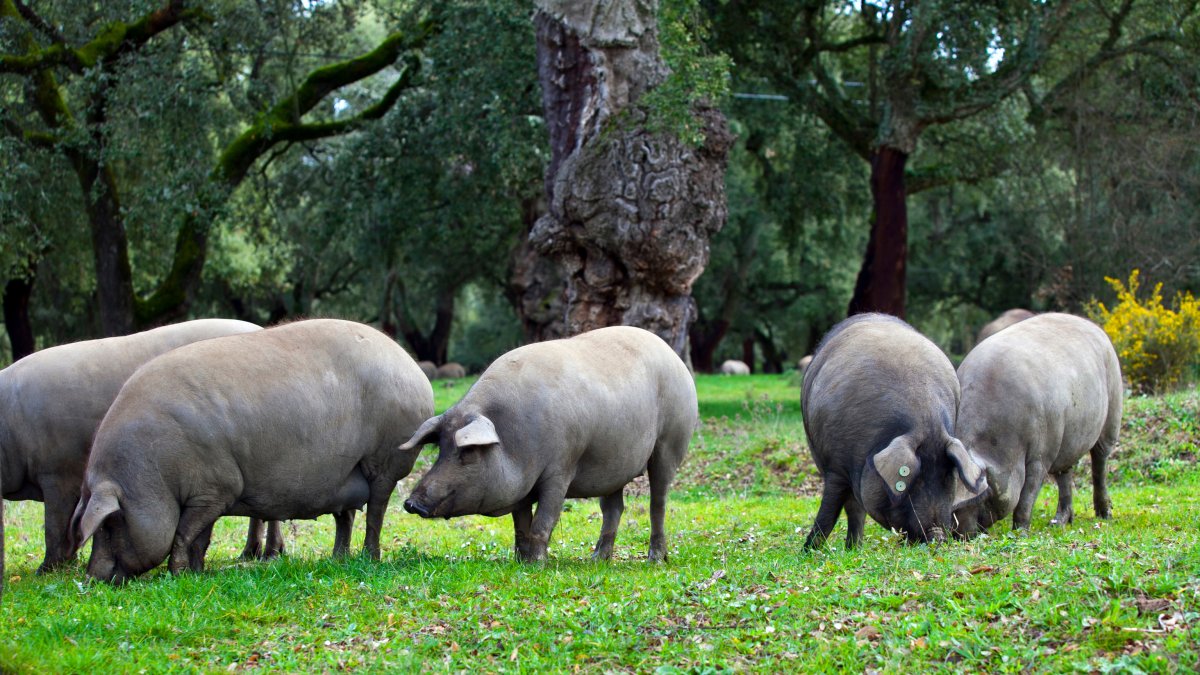 El ibérico crece un 20% en Castilla y León desde antes de la pandemia
