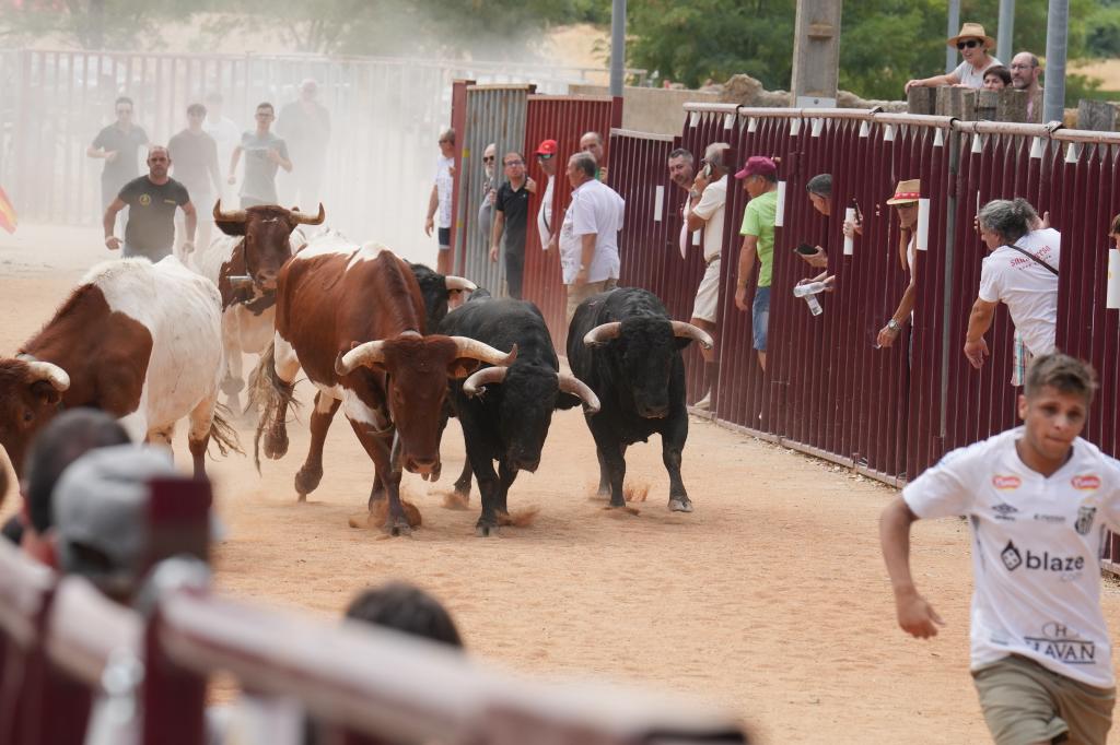 Último día de encierros en Serrada: tres novillos y mucho calor